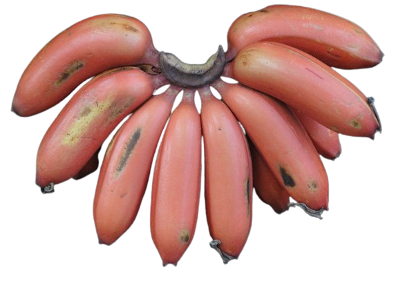 Red Banana – OrgFarm